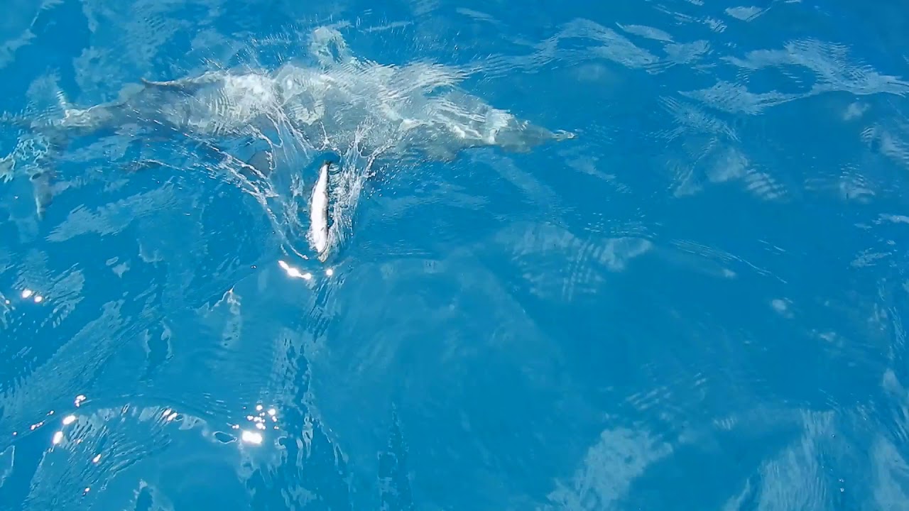 Dolphin at Amity Point Fishing - YouTube