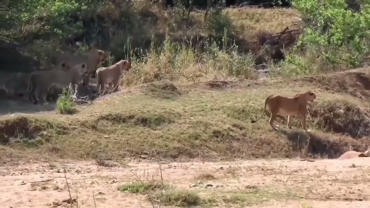 #Intambara y'isi y'inyamaswa, Ubuzima bubi #bwinyamaswa zo mu gasozi ...