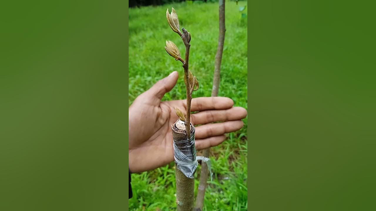 Sambung pucuk durian bawor - YouTube