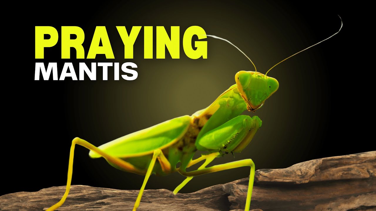 Fascinating life of PRAYING MANTIS! - YouTube