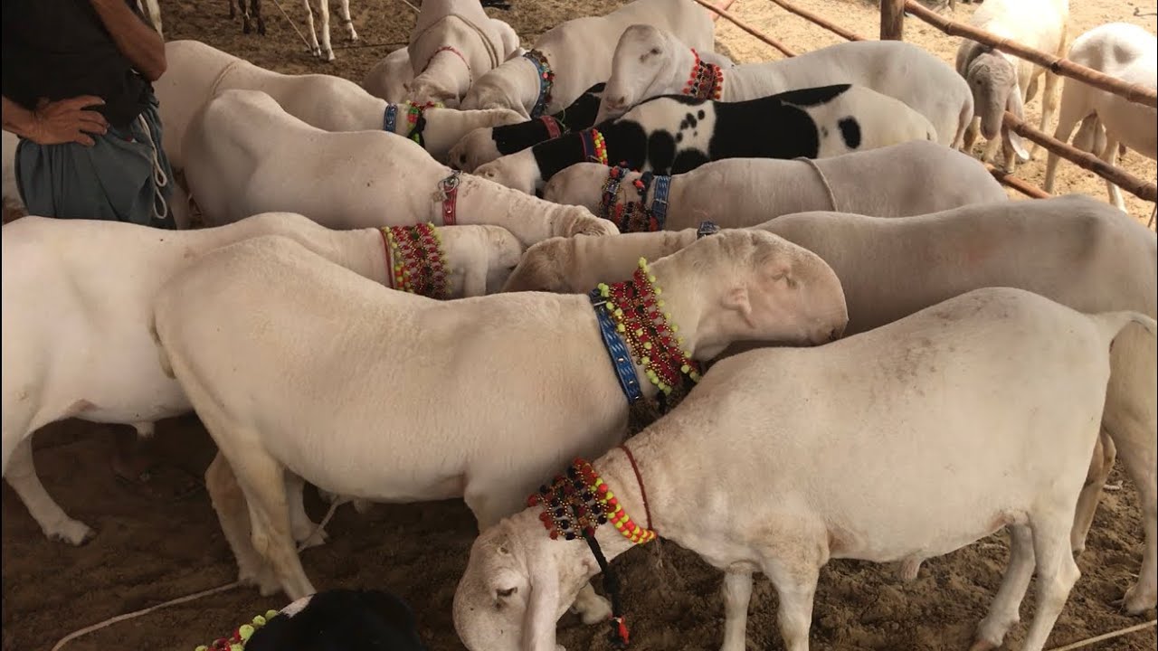 Kajla Sheep Larkana Sheep Dumba turkey sheep prices updates - YouTube