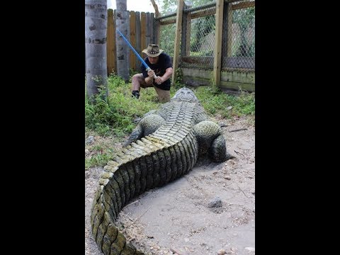 Brilliant Alligators can recite Star Wars - YouTube