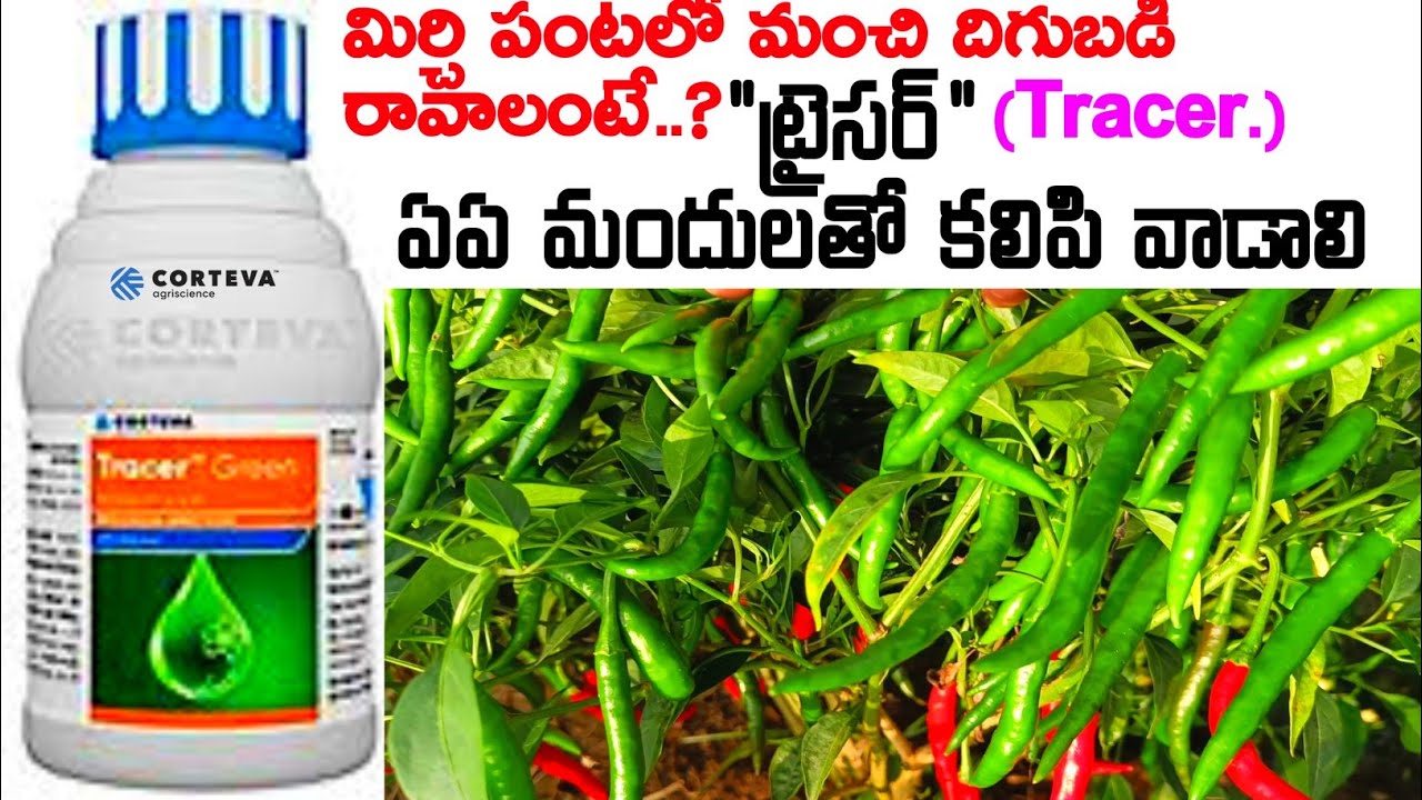 How to control chilli block thrips | chilli plant growth pesticides ...