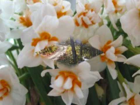 Beşköylü Adem Ekiz - Kerim Aydın  Bir sevda eyleyeceğum