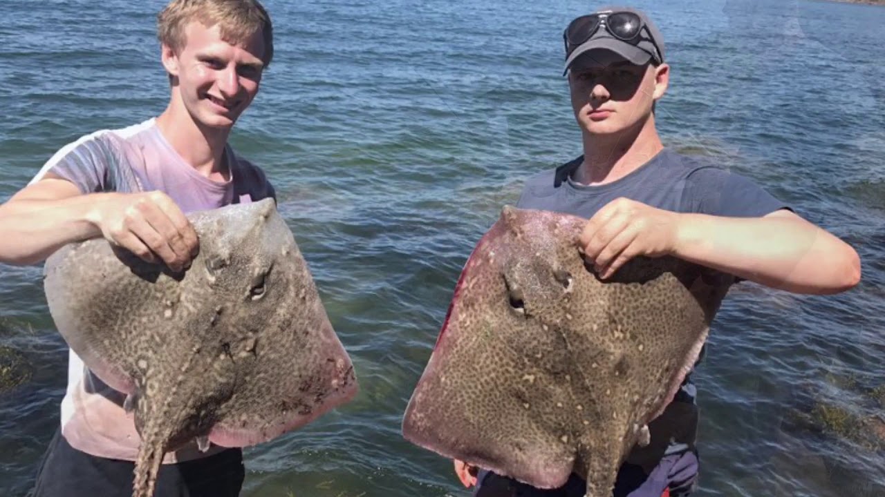 Summer ray fishing whitehaven. - YouTube