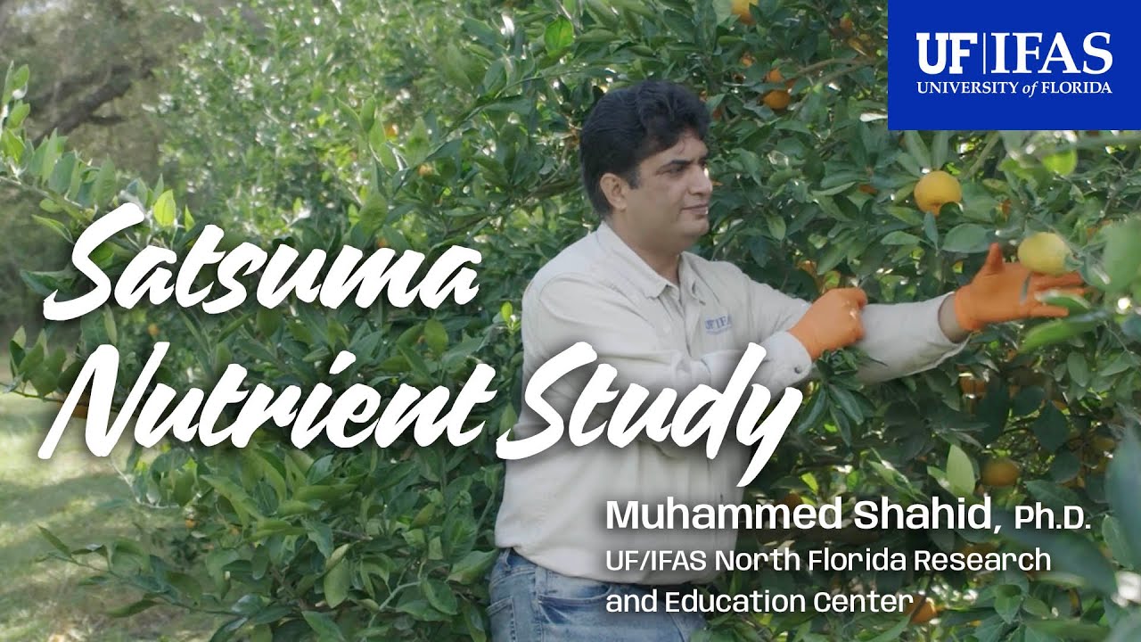 Growing Satsuma Citrus with Less Nutrients and Water - YouTube
