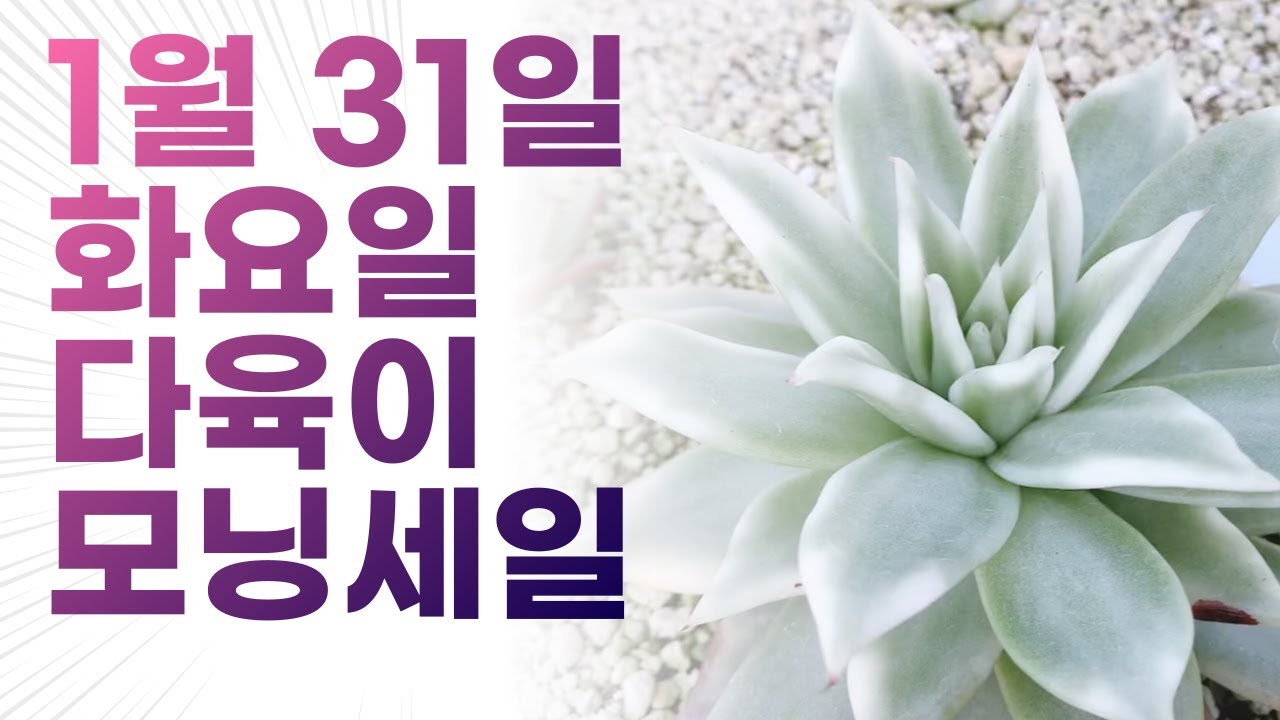 판매완료 1월 31일 ️ 예쁜 금다육 ☀️월요일 모닝세일☀️ 다육이 금다육 다육이창 다육이키우기 Youtube