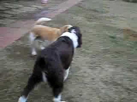 english springer spaniel & beagle - YouTube