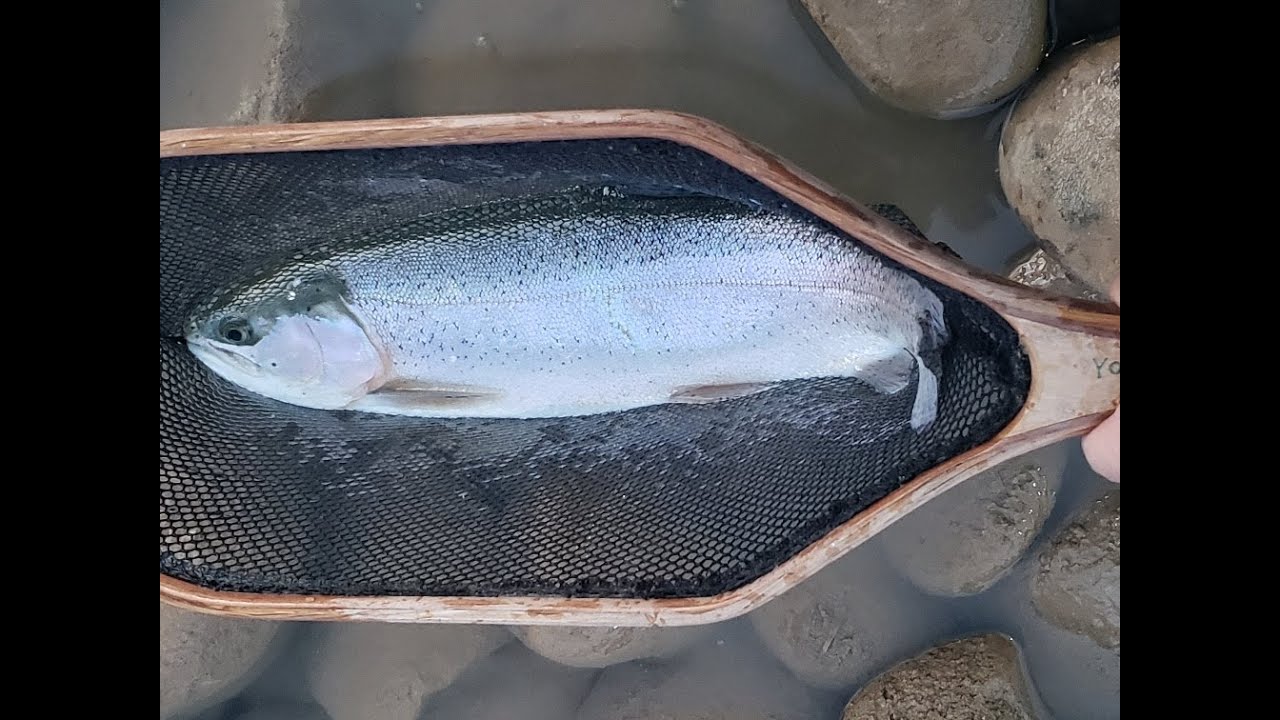 trout strike on the lake fly fishing AK 47 Dry Fly - YouTube