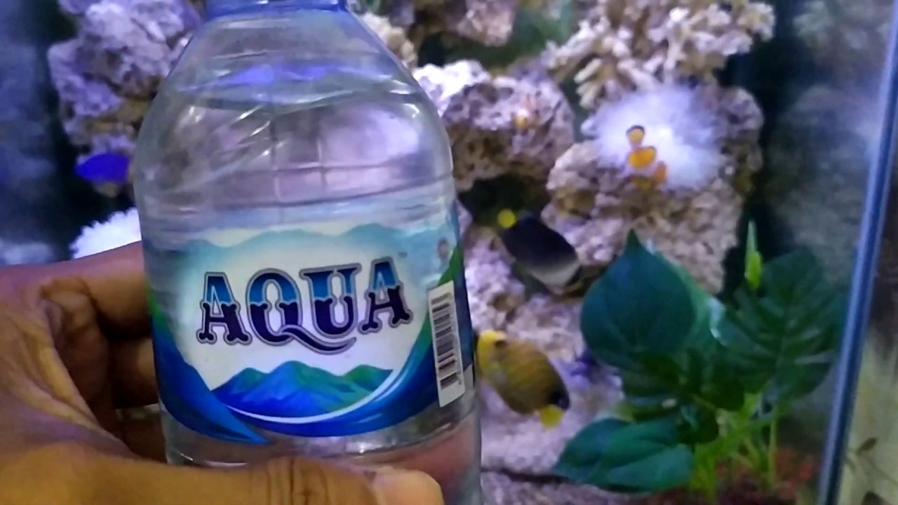 IKAN NEMO.....AIR TAWAR - YouTube