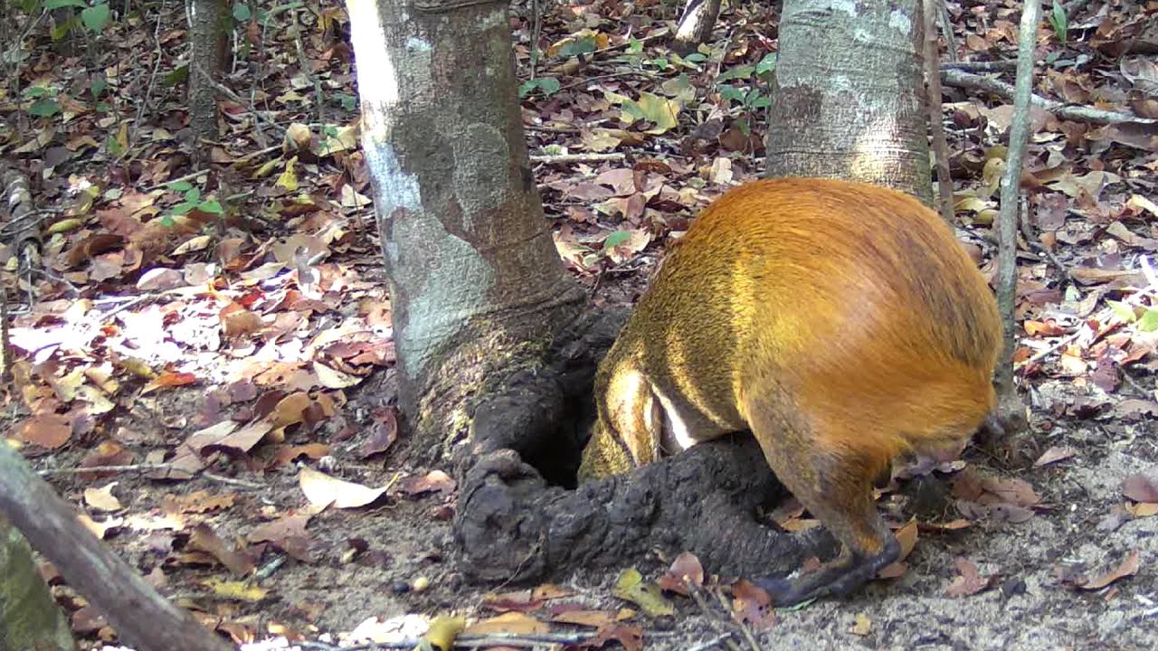 JACUPEMBAS E CUTIA NO BEBEDOURO NATURAL E ARTIFICIAL. #wildlife #forest ...