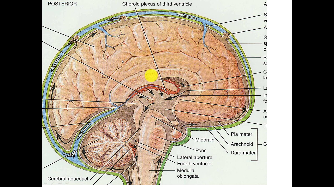 Brain Medial View - YouTube