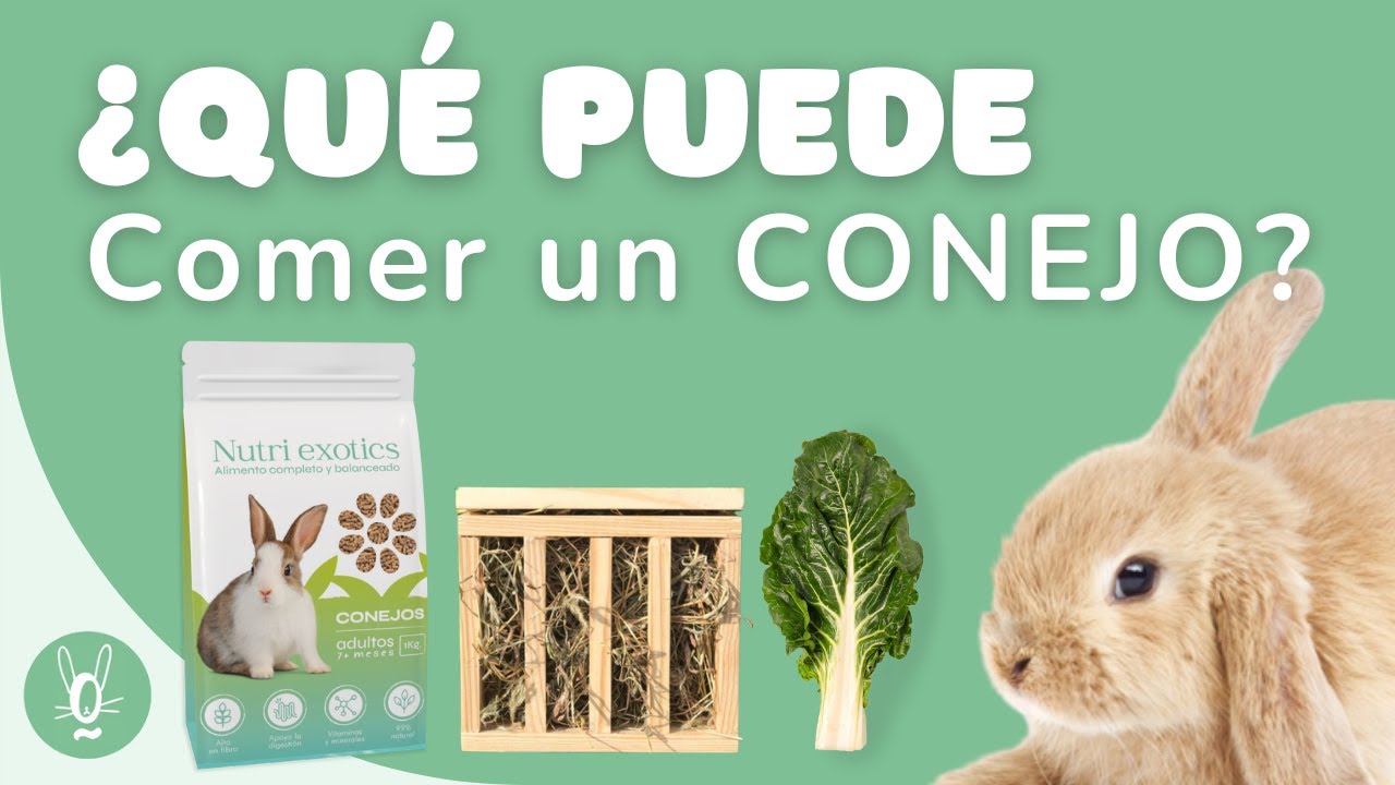 ¿Qué puede comer un conejo? 🥕🍓 | Guía de Alimentación Saludable 🐇 - YouTube
