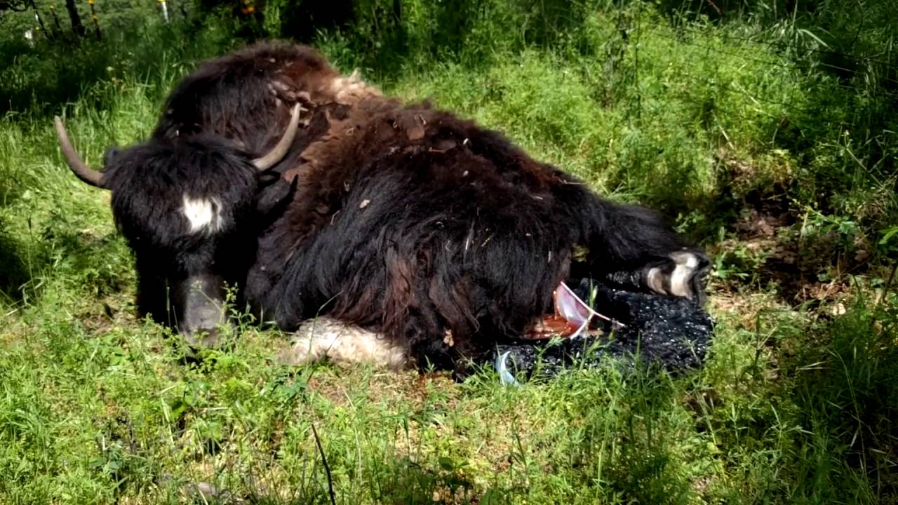 Yak Giving Birth Part II - YouTube