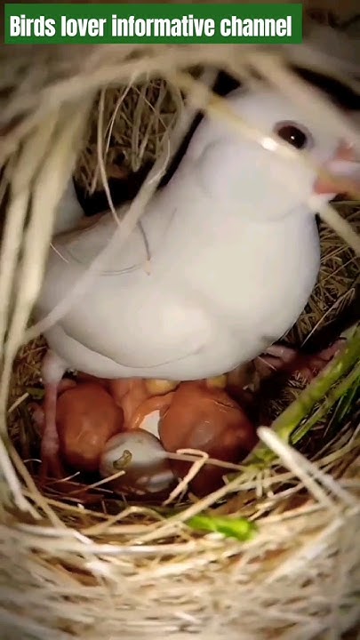 java sparrow breeding progress with chick's | java sparrow chick's ...