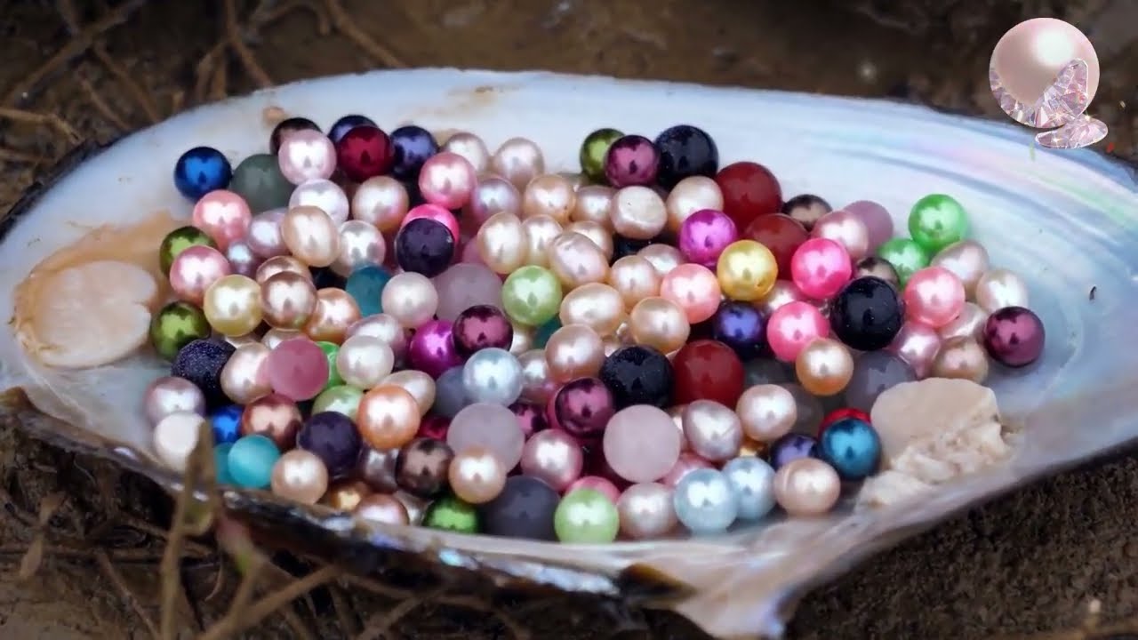 How to collect colorful pearls satisfactorily, mining freshwater ...