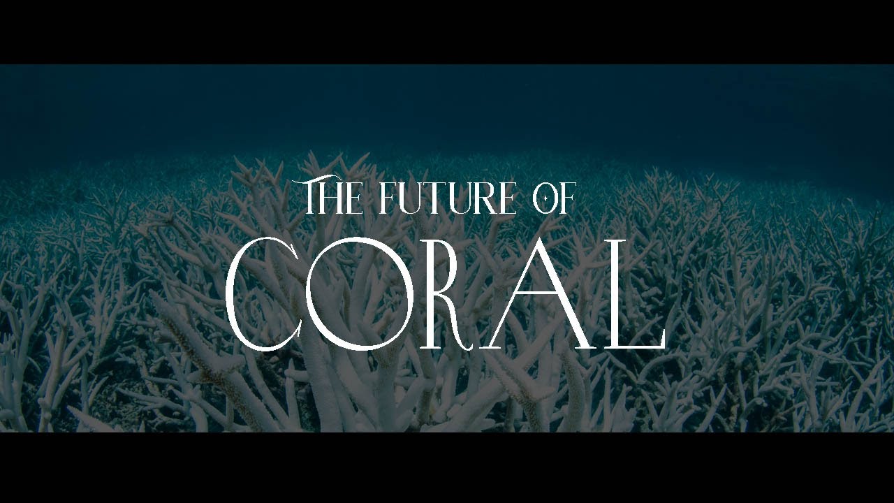 The Future Of Coral - YouTube