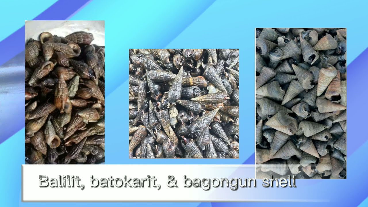 CATCHING TELESCOPE SHELL: Nanguha kami ng bagungon(batokarit) at ...