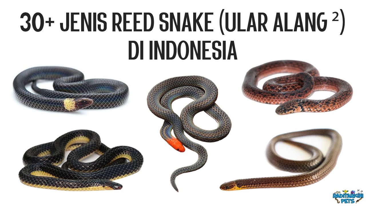 30+ Jenis Reed Snake / Ular Alang-alang (Calamaria, Rabdion ...