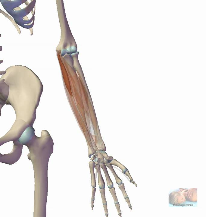 Musculos do Antebraço - YouTube