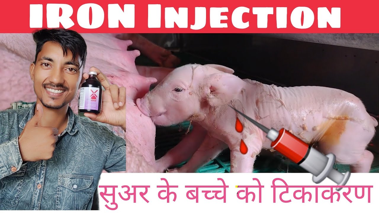 Iron Injection For Piglate || सुअर के बच्चे को इंजेक्शन कैसे लगाये ...