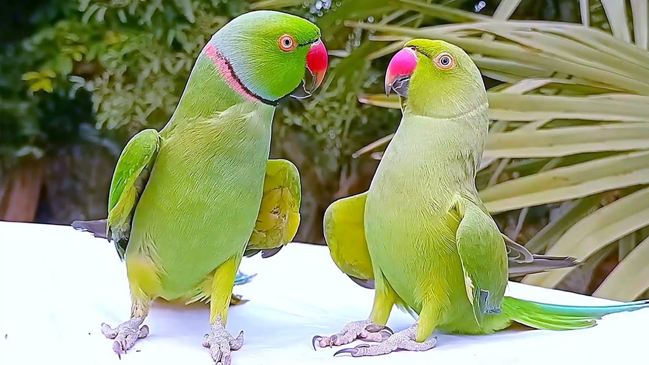 Amazing Parrots Special Collection - YouTube