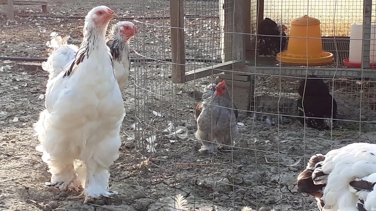 SHORT VS TALL - GIANT BRAHMA VS BANTAM COCHIN IN THE BACKYARD - FARMA ...
