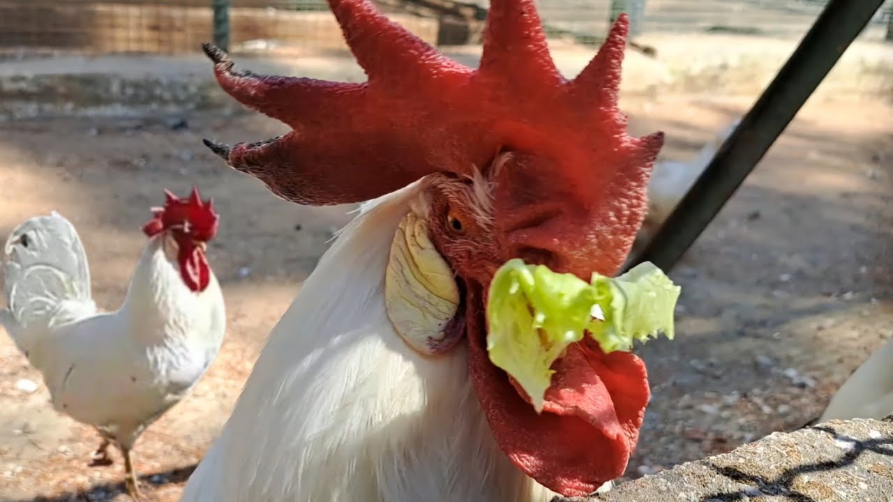 Secrets of Beauty of Super Rooster 🐓 - YouTube