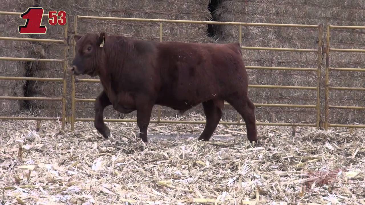 Beckton Red Angus 2014 Sale Lot 053 - YouTube