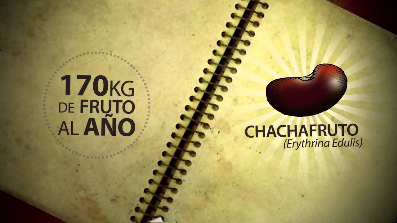 Chachafruto o Balú - YouTube