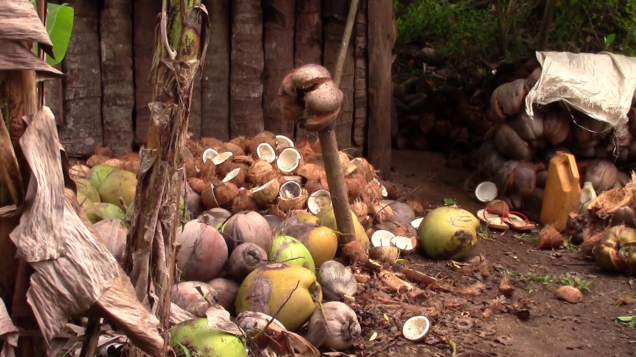 Kopra (copra) production in the Tonsawang (Toundanow) language - YouTube