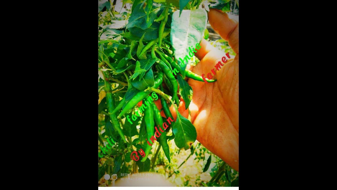 Chilli farming - YouTube