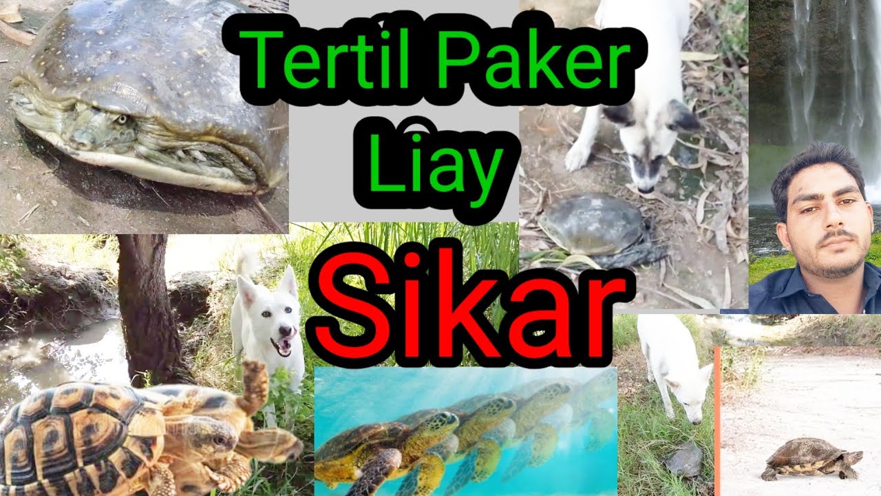 Tertil and Dog Reaction||Sorry Tertil Parker Liay||Tertil Ka Sikar Ker ...
