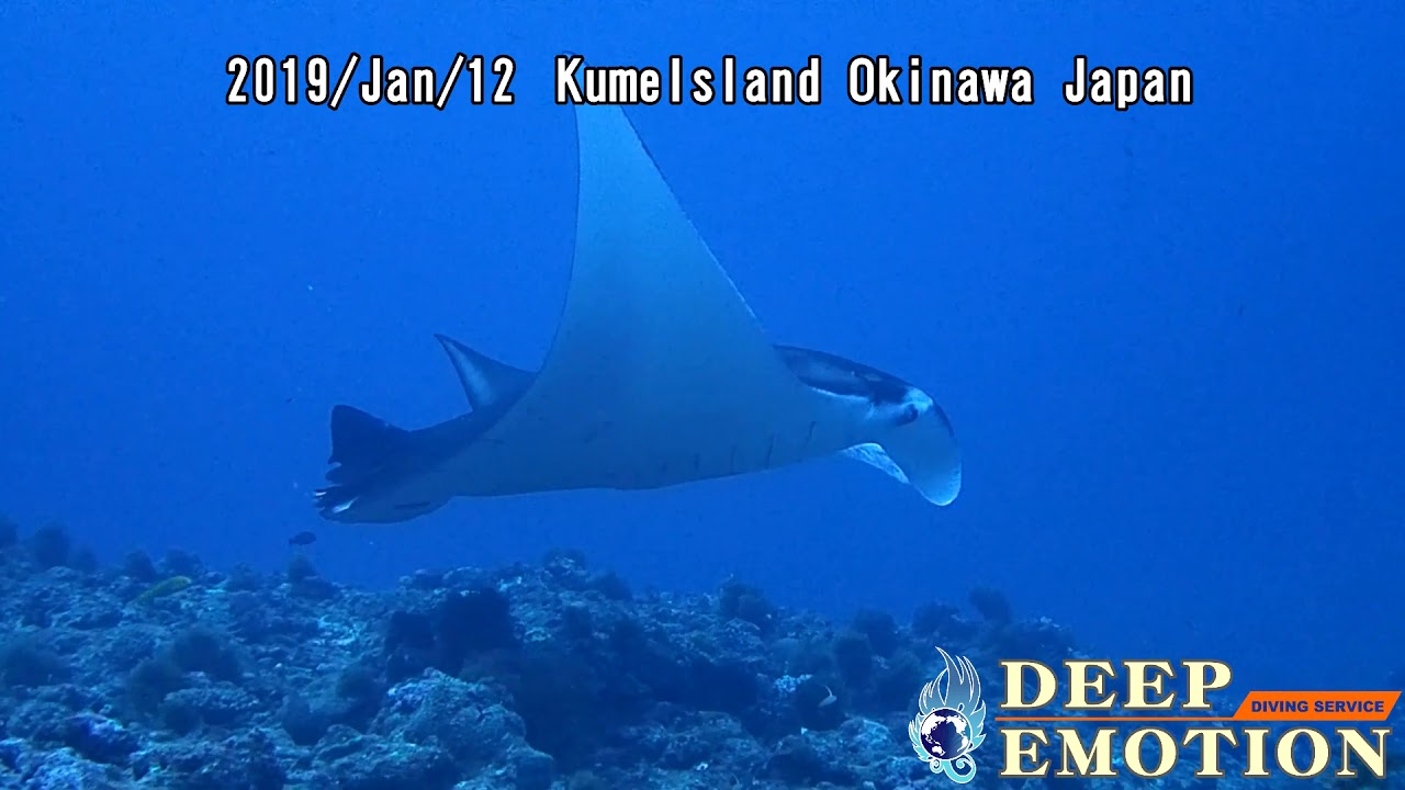 2019Jan12 Mantaray & Rainbow yellowtail with DeepEmotion - YouTube