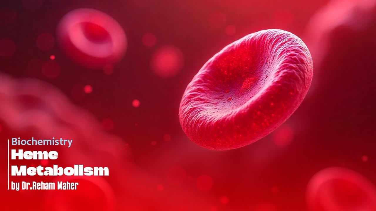 Biochemistry | Heme Metabolism | Part 2 | By Dr.Reham Maher - YouTube