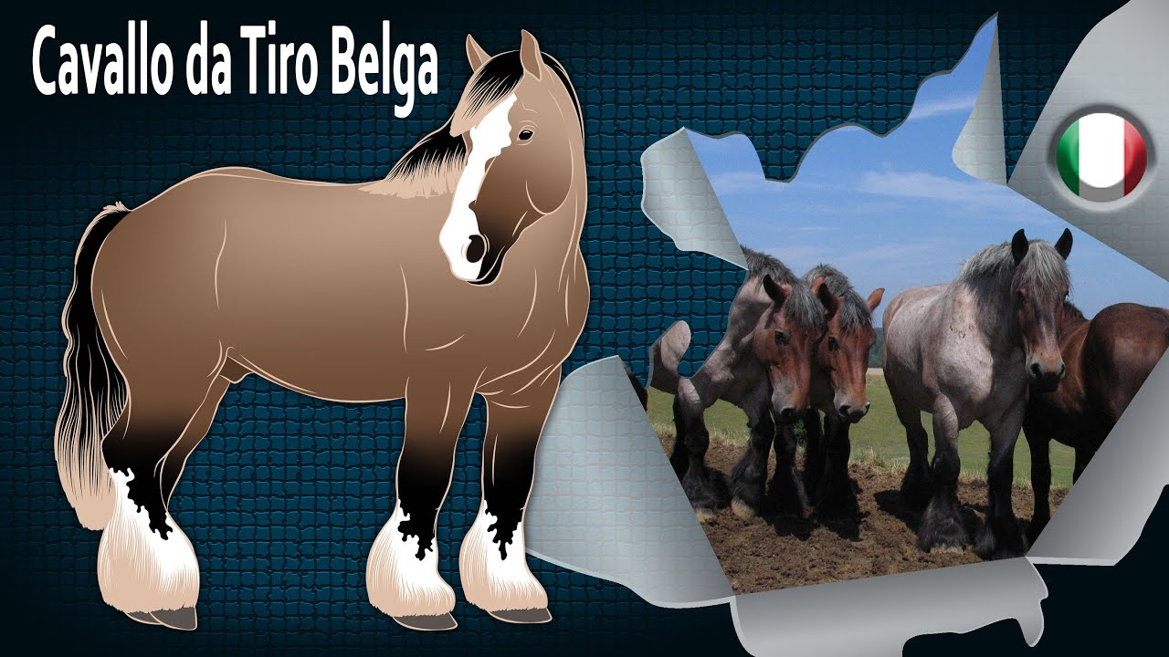 Cavallo da Tiro Belga, il discendente dei cavalli da guerra del ...