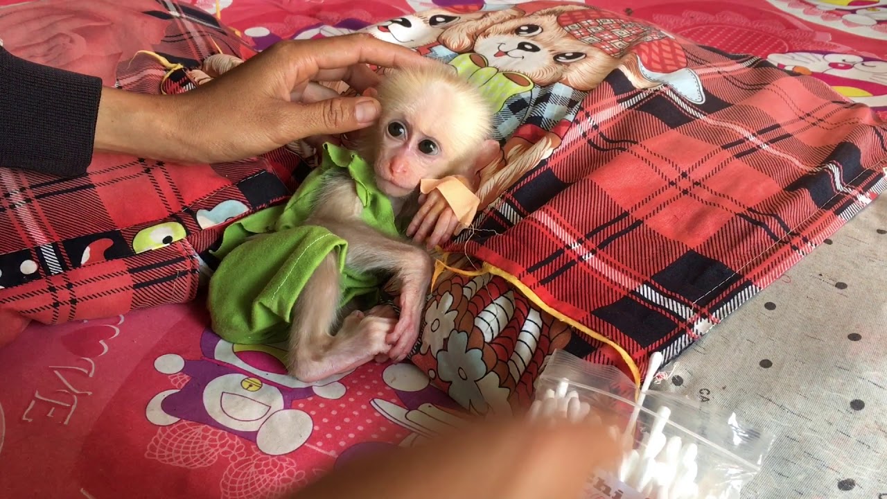 How to clean ear ears for young monkeys - YouTube