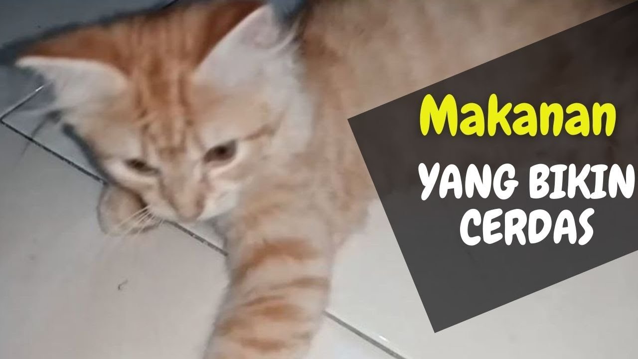 06 Pagi Saatnya Chi Chi dan Chiko Kucing Persia Lucu Sarapan - YouTube