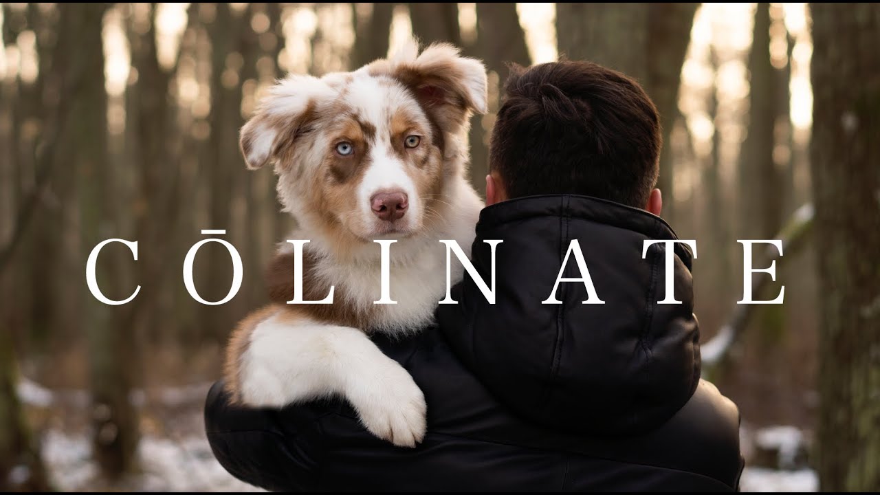 AUSTRALIAN SHEPHERD（オーストラリアンシェパード）By COLINATE/コーリネイト - YouTube