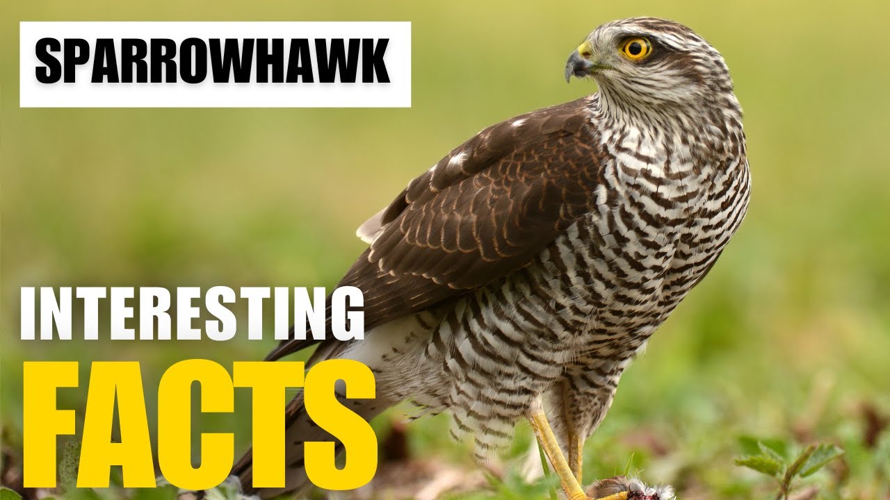 What Are the Most Interesting Facts About Sparrowhawk? | Interesting ...