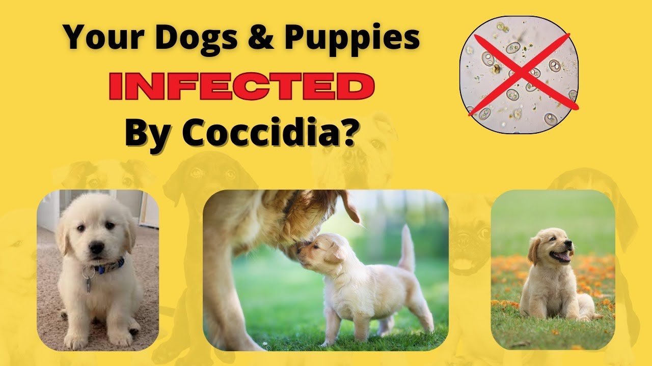 Dogs and Puppies Coccidiosis Treatment with Toltrazuril 🐕 Toltrazuril ...