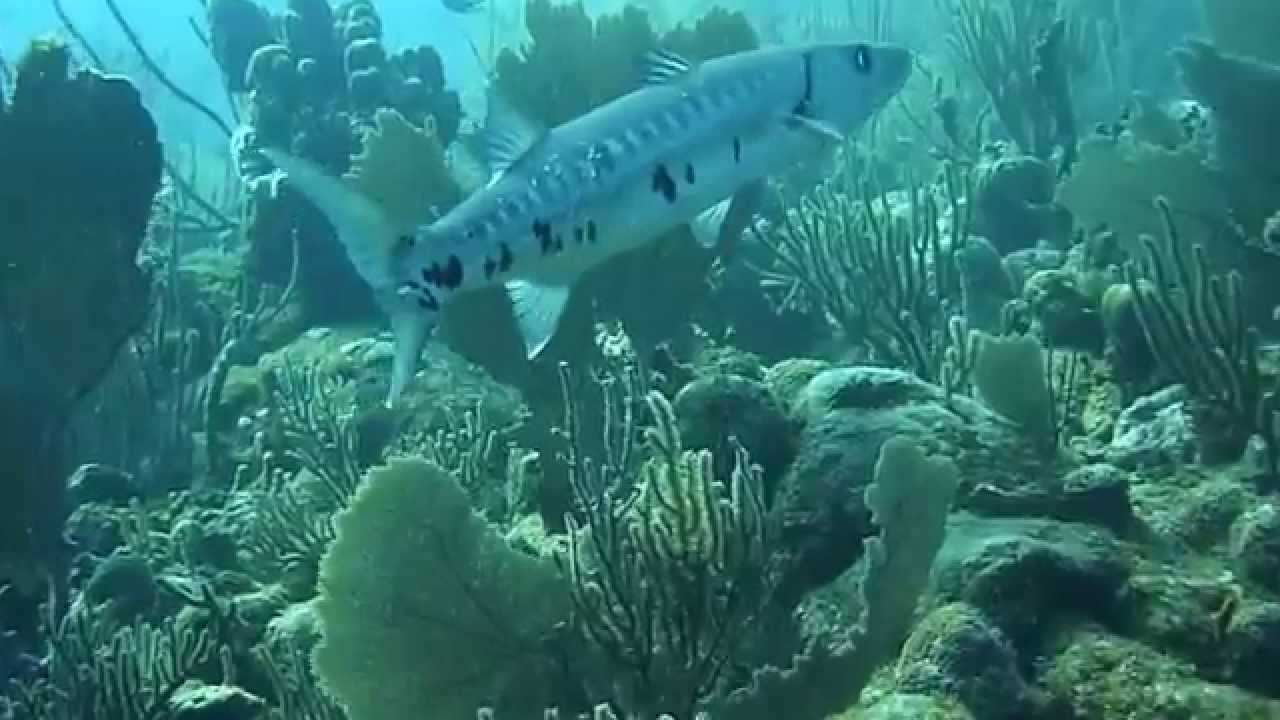 Barracuda Swimming - YouTube