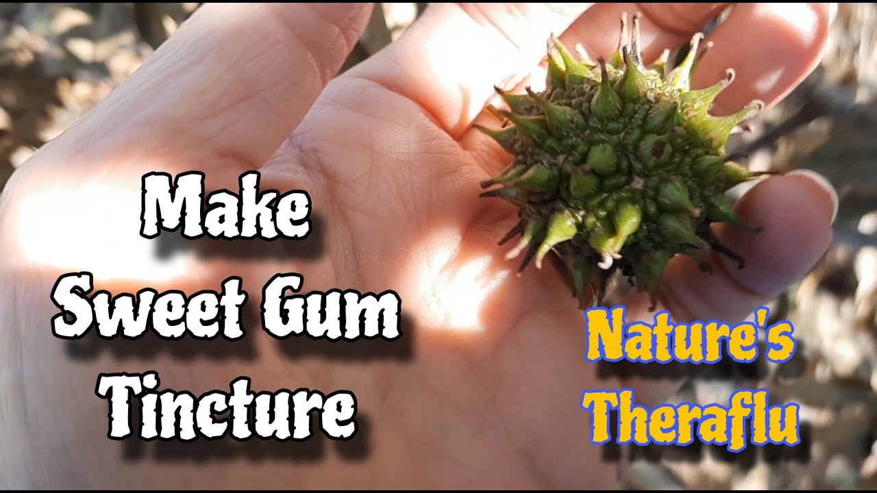 Sweet Gum Ball Tincture - Flu Remedy - YouTube