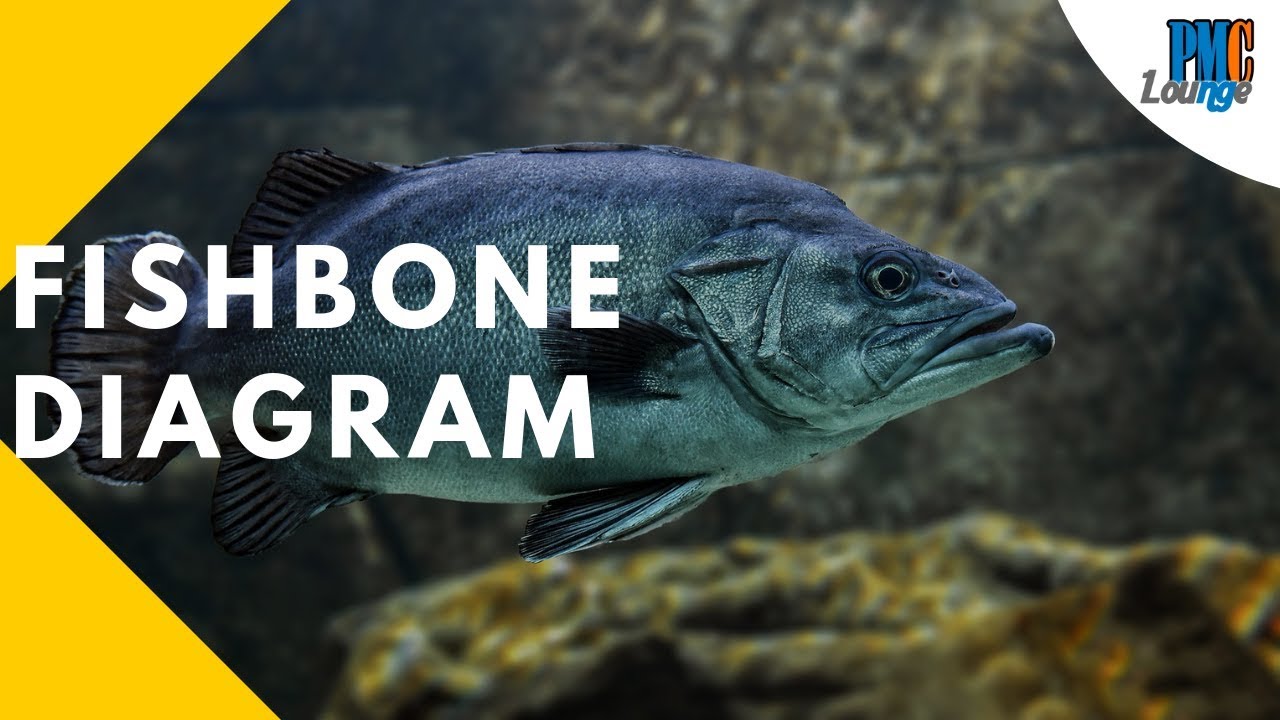 Fishbone Diagram | Cause and Effect | Ishikawa | Herringbone - Seven ...