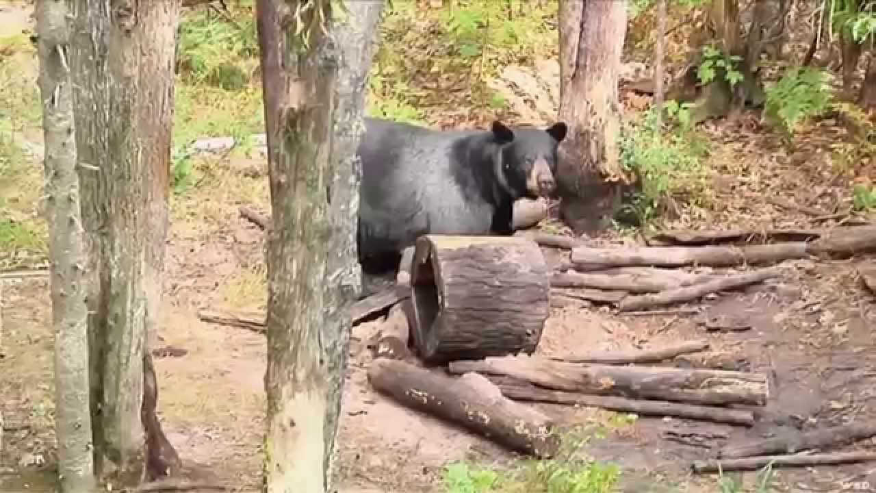 Girl Hunting Black Bear with a Bow - YouTube