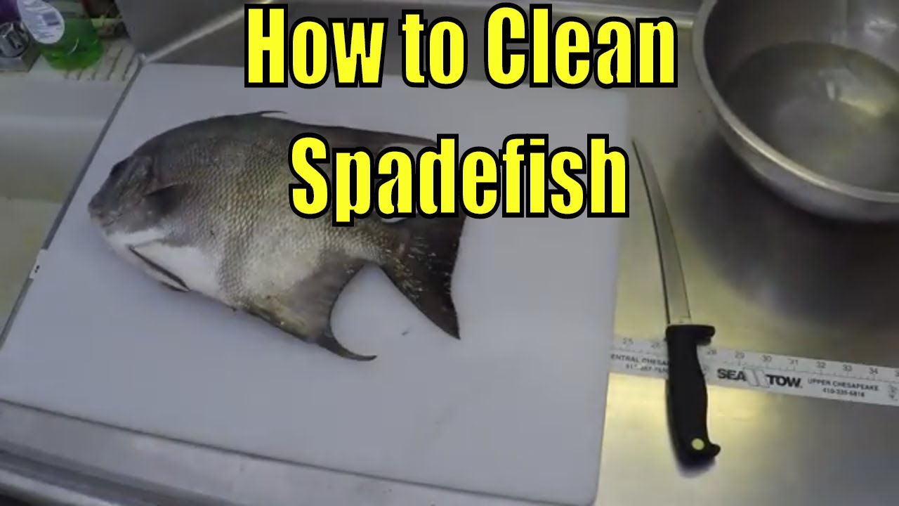 How to Clean Spadefish - YouTube