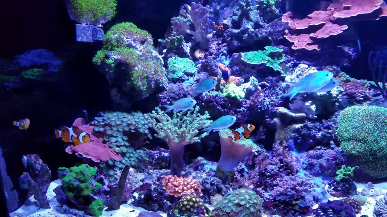 92 Corner Reef Tank - YouTube
