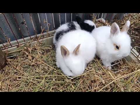 Karlik dovsanlar satisda 🐰🫶🐭 #dovsan #rabbit #dovsanlar #karlik #karlikdovsan #evdovsani #ev #sican