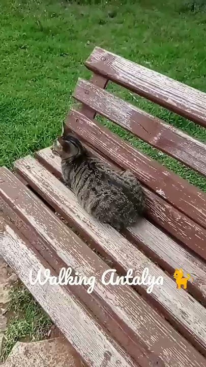 What's under the hat? #shorts - YouTube