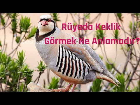 Rüyada Keklik Görmek Ne Anlamadır